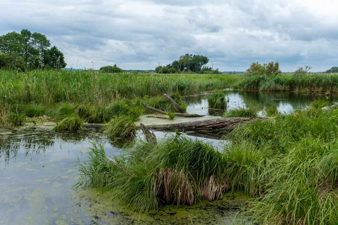 Wetland Repair: 7 Powerful Ways to Boost Your Backyard in 2025